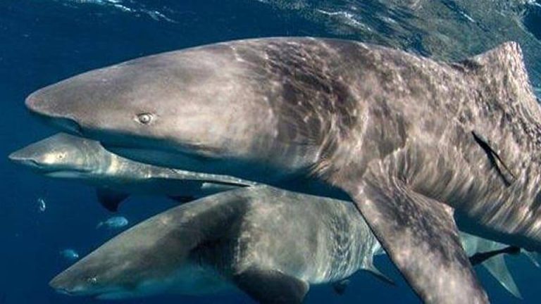 The Sharks in Florida | Meet the Sharks | Florida Shark Diving